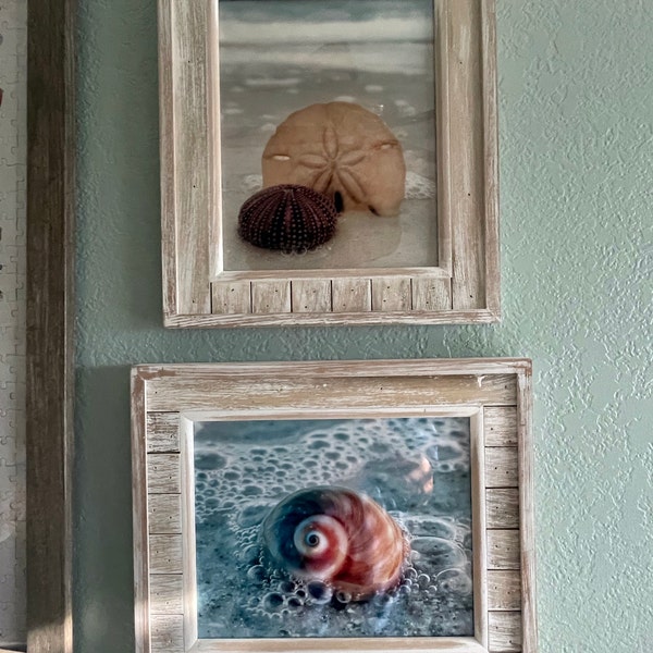 Seashell Photography, Shell Photo, Beach Decor, Fine Art Print, Coastal ...