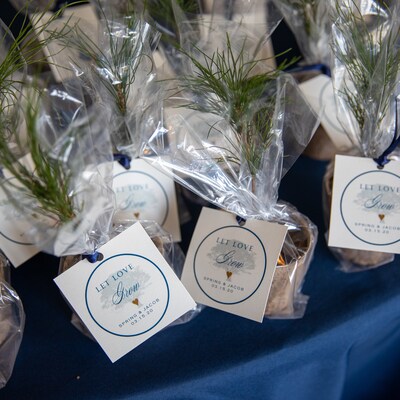 L 22 Nursery Bulk Seedlings White Pine Tree Starter Seedlings 4 to 6 ...