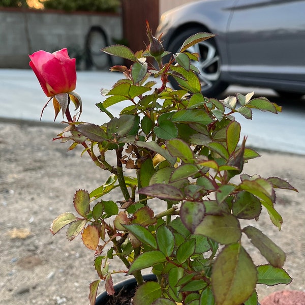 Popular Rose【neptune King Terrazza】 -1 Gal Ownroot| Largeflower| Wave ...