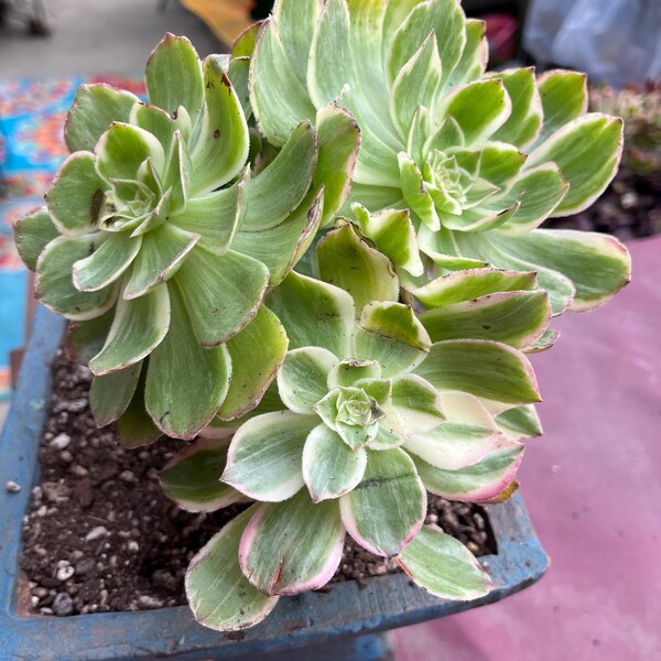 Aeonium With a Baby . Variegated Succulents. Variegated Aeonium. - Etsy
