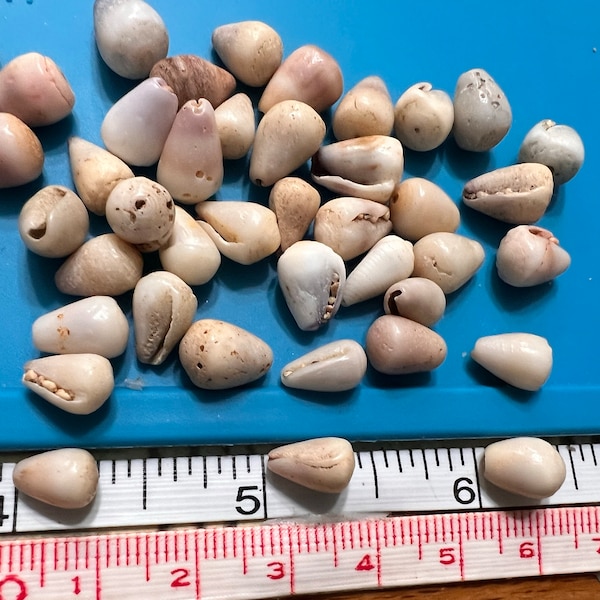 Laiki Miter Hawaiian Seashells Shells From Kauai - Etsy