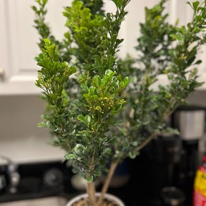 Chinese Perfume Tree, Chinese Rice Flower, in 4" or 6" Pot Aglaia ...
