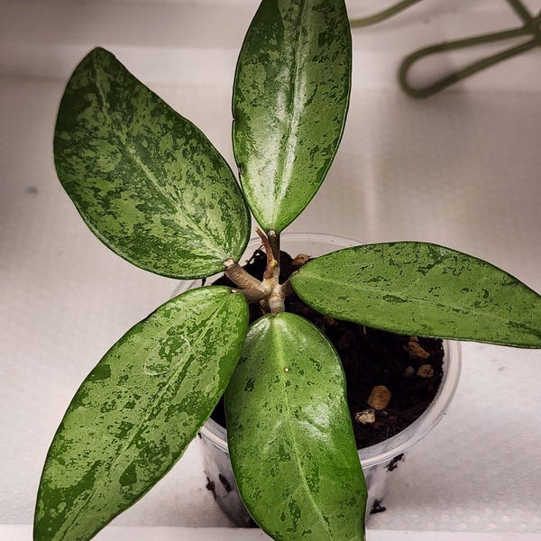 Hoya Lacunosa 'tricolor Bruno' | 2-inch | Exact Plant | Free Live ...