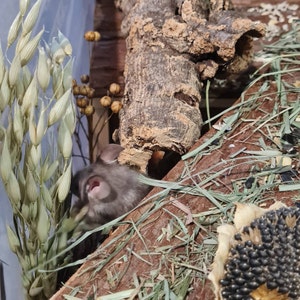 Flax Spray Dried Flax Stems Hamster Flax Bird Flax Hamster - Etsy UK