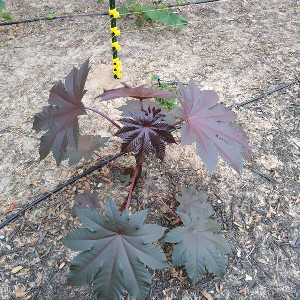 Jewels of Opar ''limon'', Limon Talinum (talinum Paniculatum) Lime ...