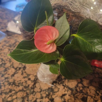 Anthurium Pink Emma - Etsy