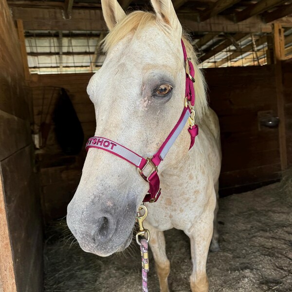 Personalized Nylon Sheep Halter - Etsy