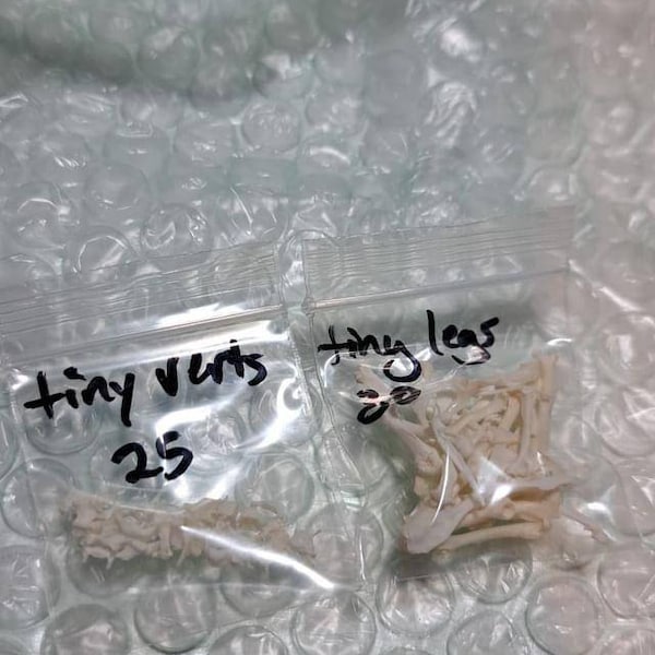 Groundhog Woodchuck Bones Full Skeletons Juvenile Adult Sold by Type ...