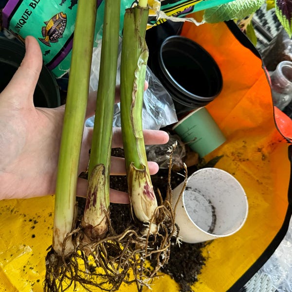 Canna Lily Rhizome Bulb, Omega, Live Plant - Etsy