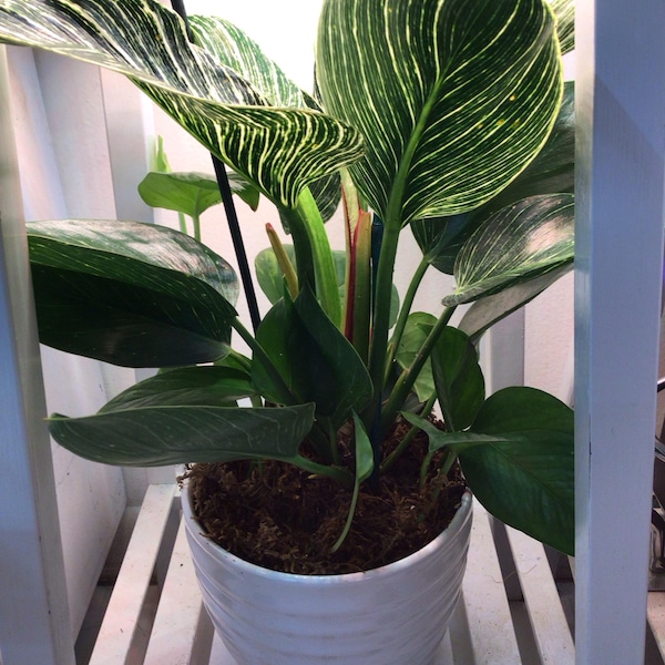 Mican Philodendron Velvet Leaf Philo Indoor & Outdoor Live Tropical ...
