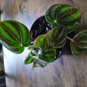 Peperomia Dragon Skin Starter Plant ALL STARTER PLANTS Require You to ...