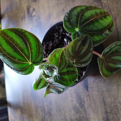 Peperomia Dragon Skin Starter Plant ALL STARTER PLANTS Require You to ...