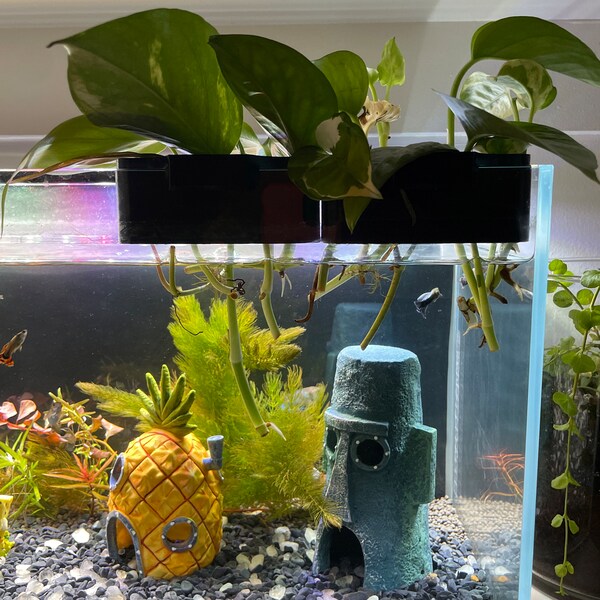 Poth-o-carry® Original: Aquarium Rim Pothos Holder - Etsy