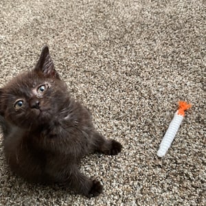 Catnip Joints/cat Toy/catnip/cat Toys/pot/marijuana/weed/toy - Etsy