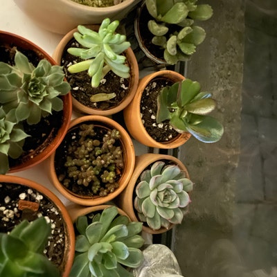 Small Succulent Plants Random Succulents 5cm Pots Open - Etsy UK