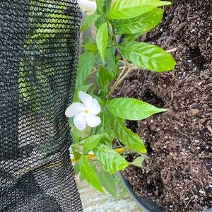 Crossvine Bignonia TANGERINE Beauty Live Vine Plant Fast - Etsy