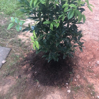 Very Large Tea Olive osmanthus Fragrans White Flowering - Etsy