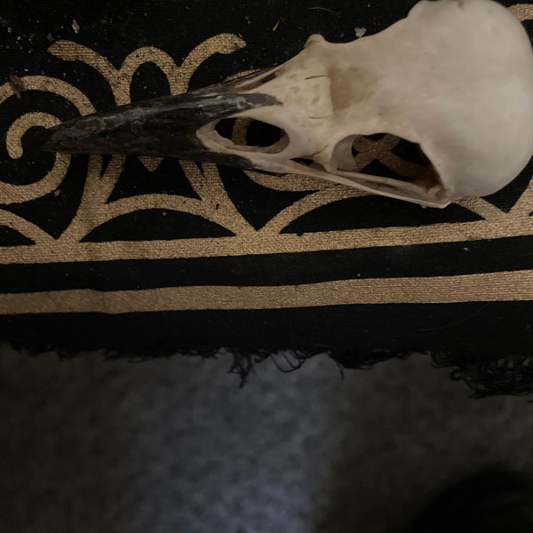 Rook Crow Skull Natural Corvus Frugilegus Corvid Taxidermy Gothic Curo ...