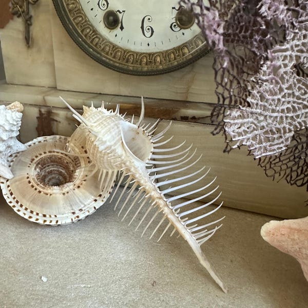100% Real Large 1-6" You Pick Size Spikey Murex Pectin Venus Comb ...