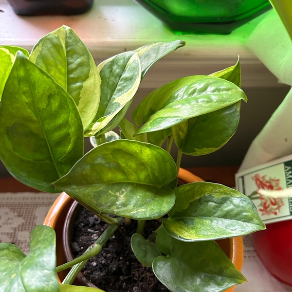 Pothos Lizard Queen - New Pothos Sport - Variegated Epipremnum - Live ...