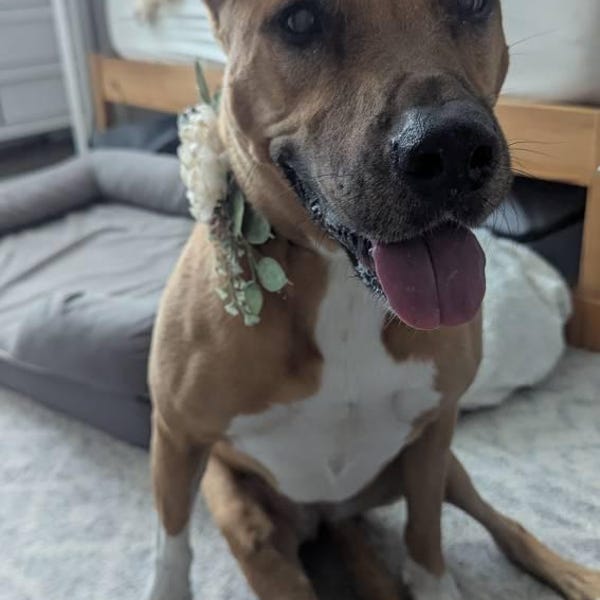 Floral Decor for Dog Wedding Collar | Floral Collar for Pet | Dog ...