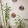 Mangave Maverick, Agave Hybrid, Agave X Manfreda, White Ceramic Pot, 4 ...