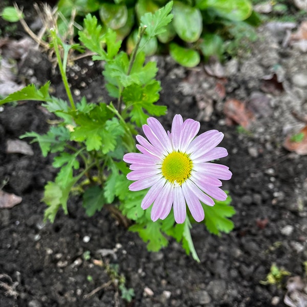Pink Daisy Chrysanthemum: Perennial Garden Mum - Great as Cut Flowers ...