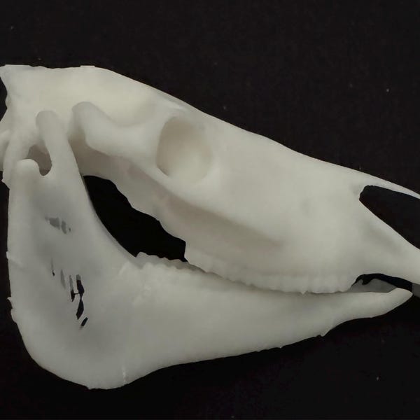 Boa Constrictor Skull - Resin Life-like Replica - Etsy