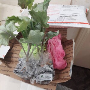 3 Merritt Tree Collard Cuttings - Etsy