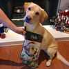 Yellow Lab Dog Stocking Personalized Needlepoint Christmas Stockings ...