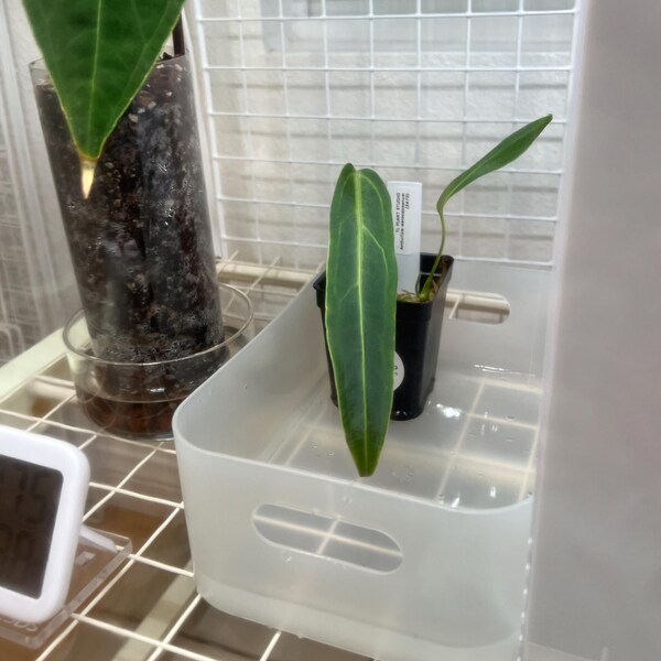 Anthurium Panamense 2514 Exact Plant Rare Exotic Tropical Plants Free ...