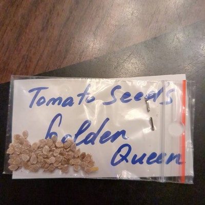 Celosia Flower Seeds Bullfighter Flower Seeds - Etsy