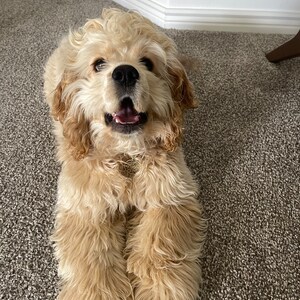 Brass Dog Tag, Personalized Brass Pet ID Tag, Custom Cat Tag, Unique ...