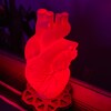 Human Heart - 3D Printed Accent Lamp, Anatomical, Table Lamp, Novelty ...