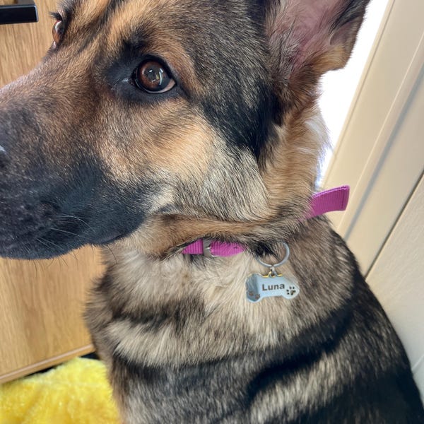 Cute Dog Tag Personalized for Dog, Custom Bone Dog Tags, Dog Name Tags ...