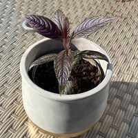 Poppy Flowers and Butterfly Photo Frame,floral Frame,wooden Frame ...