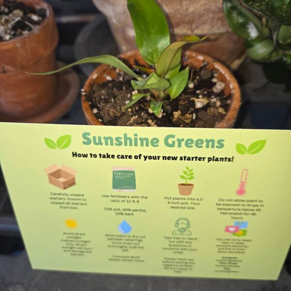 Philodendron Red Sun Starter Plant (must Buy A Minimum of ANY 2 PLANTS ...