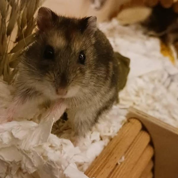 Gourmet Animal Protein Mix for Hamsters, Gerbils, Mice, & Rats ...