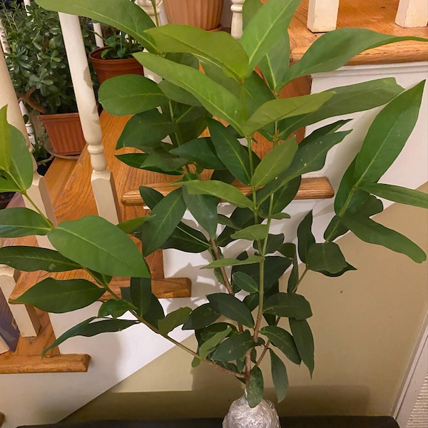 Loquat Níspero Japones Live Tree - Etsy