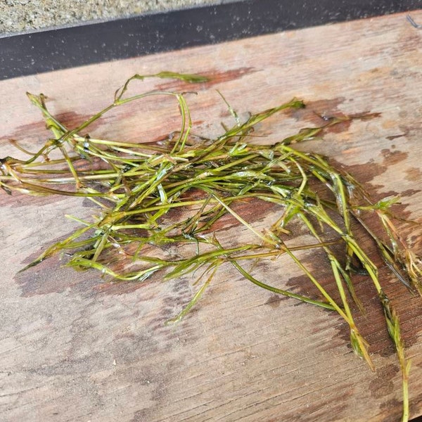 BUY2GET1FREE Java Moss, Bogor Moss Aquarium Plant | Easy Aquarium Plant ...