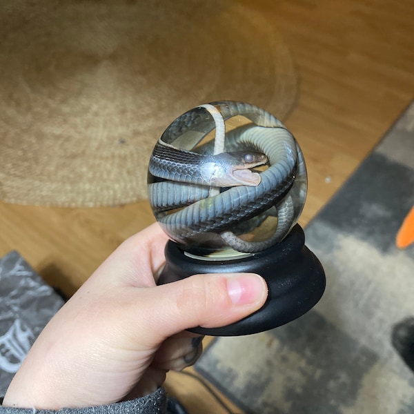 Real Garter Snake Wet Specimen | Serpent Ethical Taxidermy | Preserved ...