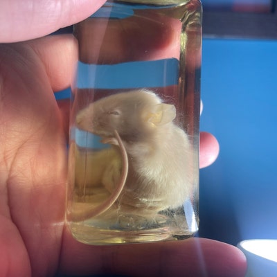 Mixed Mystery Lot Wet Specimens Insect Mammal Bird Aquatic. - Etsy