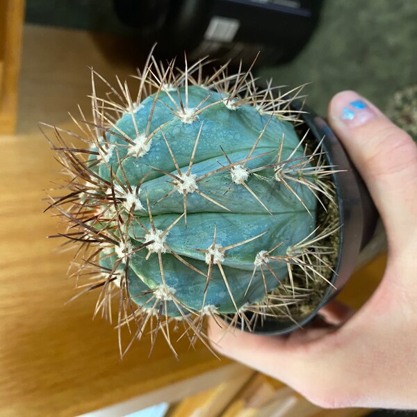 Melocactus Azureus,blue Cactus,live Cactus Plant,house Plant,succulent ...
