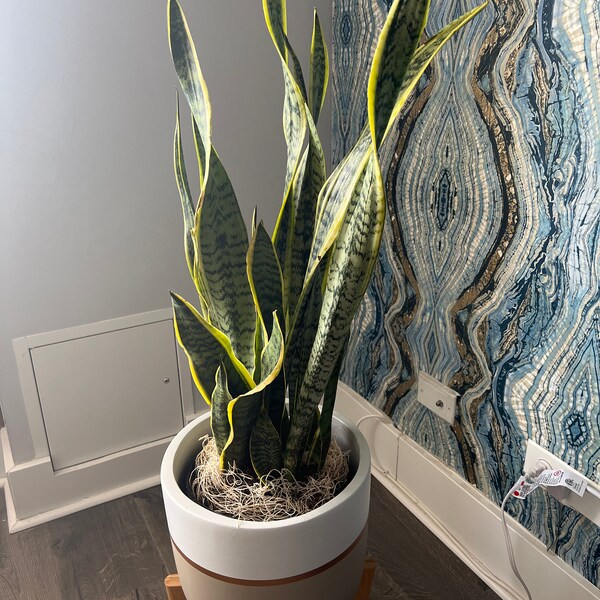 Priene HOME | Geometric Ceramic Hanging Planter | Set of 2 (black ...