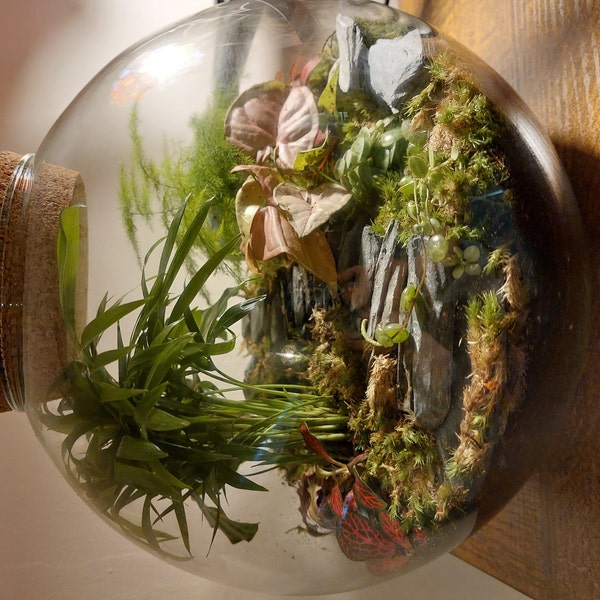 Extra Large Terrarium Kit - With Plants - Etsy UK