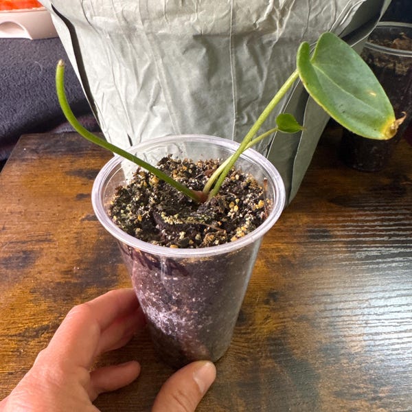 Columnea Gloriosa “flying Goldfish Plant” Starter Plant **(ALL Plants ...