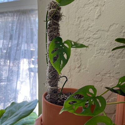 Macrame Plant Trellis Handmade Natural Trellis for Plants - Etsy