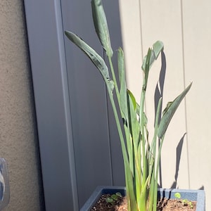 Variegated Tri Color Ginger Tropical Plan,t Red, Green, White, Garden ...