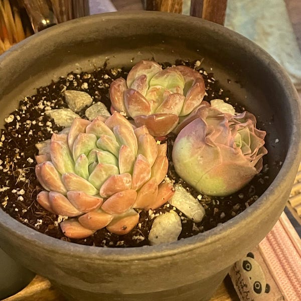 Random Mix DIY Rare Succulent Plants Live Pink Red Orange Green, 0.5-2 ...