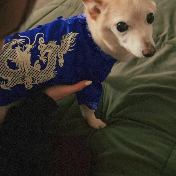 Lea Comforting Bed With Ramp Gray Modern Dog/cat House, Wooden Pet ...